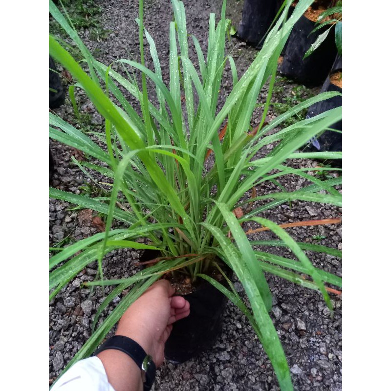 Pokok Serai Makan (Polibeg) | Shopee Malaysia