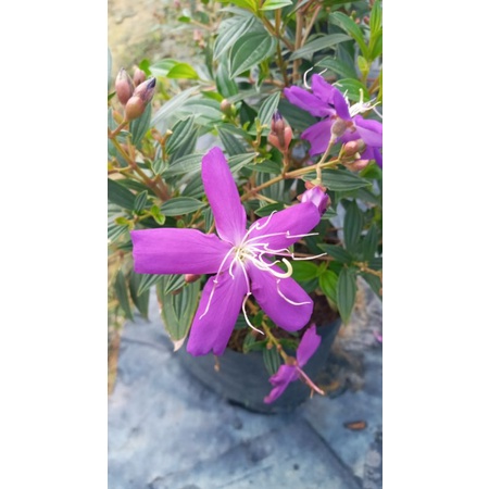 senduduk purple,pokok hidup, bunga warna purple | Shopee Malaysia