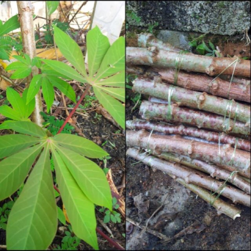 Pokok ubi kayu/Benih pokok ubi kayu/keratan ubi kayu | Shopee Malaysia