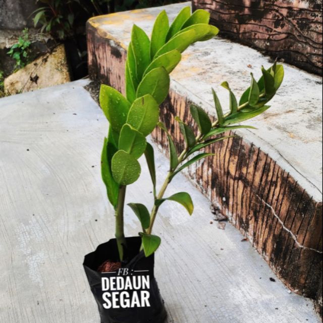 Pokok duit - duit @ pokok ong | BeeCost