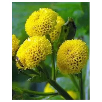 edible Feverfew herbs Gold Ball flower Seeds (Chrysanthemum tanacetum ...