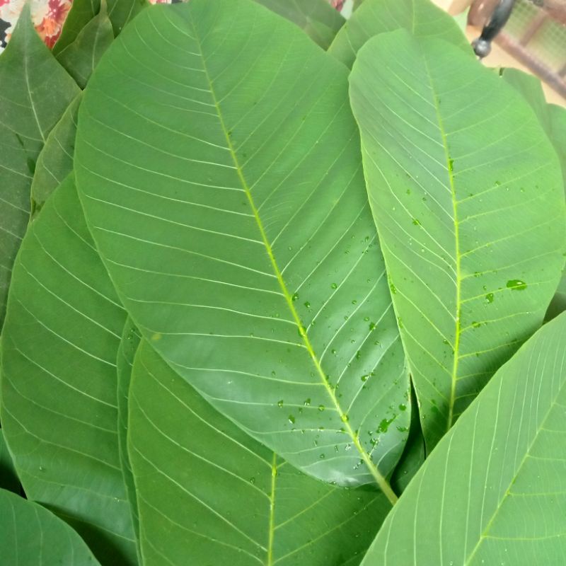 Daun Getah Untuk Bungkus Tapai 34tangkai (untuk 100biji tapai pulut ...