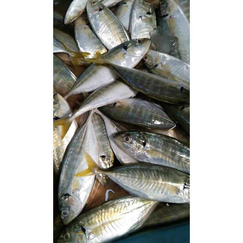 IKAN SELAR KUNING - 1KG | Shopee Malaysia