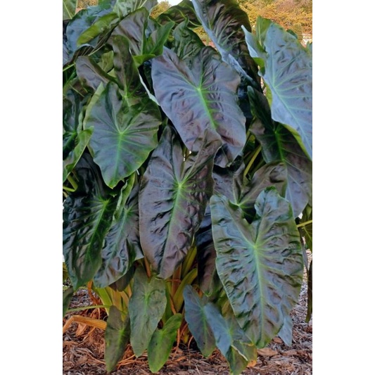 Colocasia esculenta 'Aloha' | Shopee Malaysia