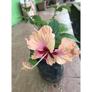 Anak pokok bunga raya peach color/ national flower of Malaysia(real ...