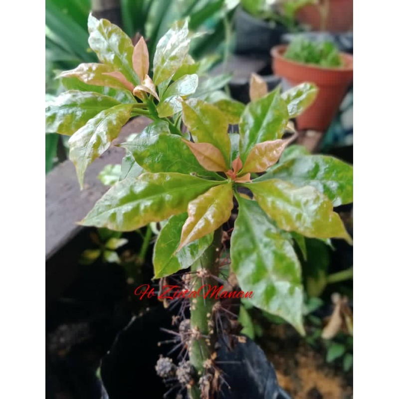 POKOK JARUM TUJUH BILAH (BUNGA/ULAM/HERBA) | Shopee Malaysia