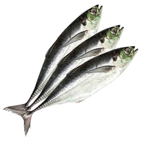 Frozen Ikan Cencaru 500g | Shopee Malaysia