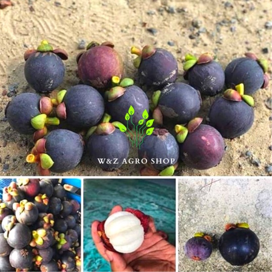 Pokok Manggis Mesta Hybrid (EXPRESS SHIPPING) | Shopee Malaysia
