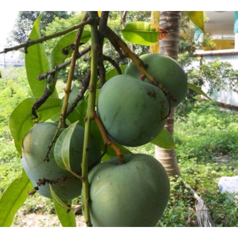 READY STOCK Live Plant Pokok mangga epal | Shopee Malaysia