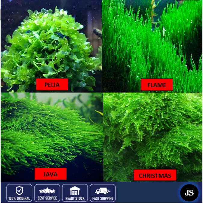 🔥Premium Java Moss🔥Aquatic Live Plant Java Moss ( Pokok hidup aquarium ...