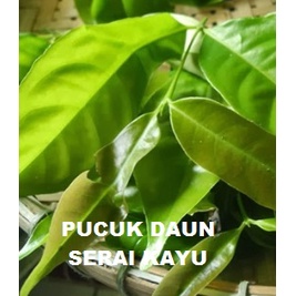 Pokok Serai Kayu Tradisional 100% | Shopee Malaysia