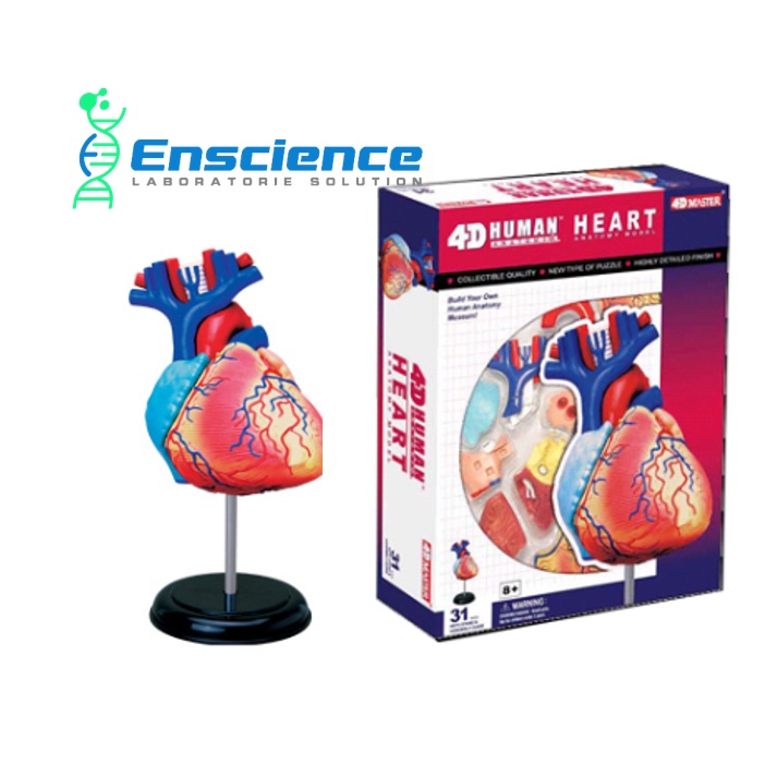 4D MASTER STEM Human Heart Anatomy Detachable Model for Science, MBBS ...