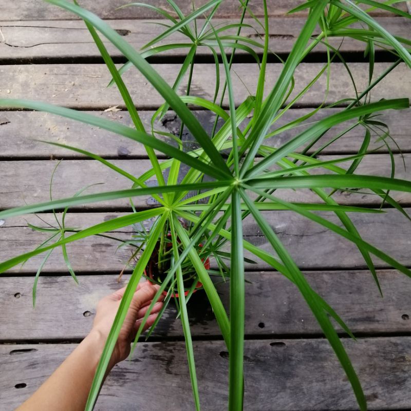 Cyperus alternifolius/ Pokok Akuatik/ Umbrella Papyrus dwarf/pond plant ...