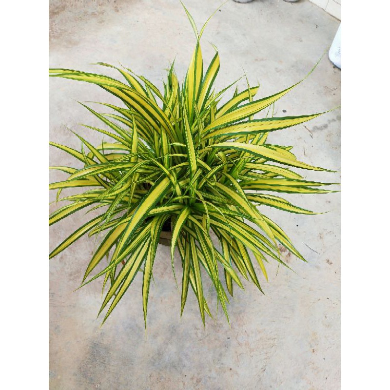 Pandan Kuning | Pandan Hiasan Kuning Hijau | Tumbuhan Renek | Penutup ...