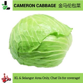 Cameron Cabbage 1PC / 金马伦包菜 / Kubis | Shopee Malaysia