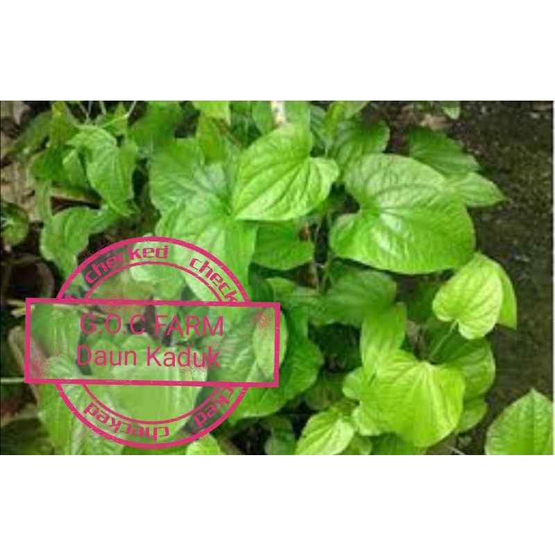 Daun Kaduk pelbagai guna | Shopee Malaysia