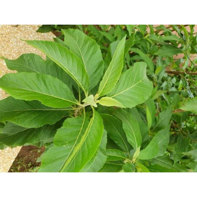 Pokok Bismillah / Pokok Ketum Cina - Anak Pokok/Keratan | Shopee Malaysia