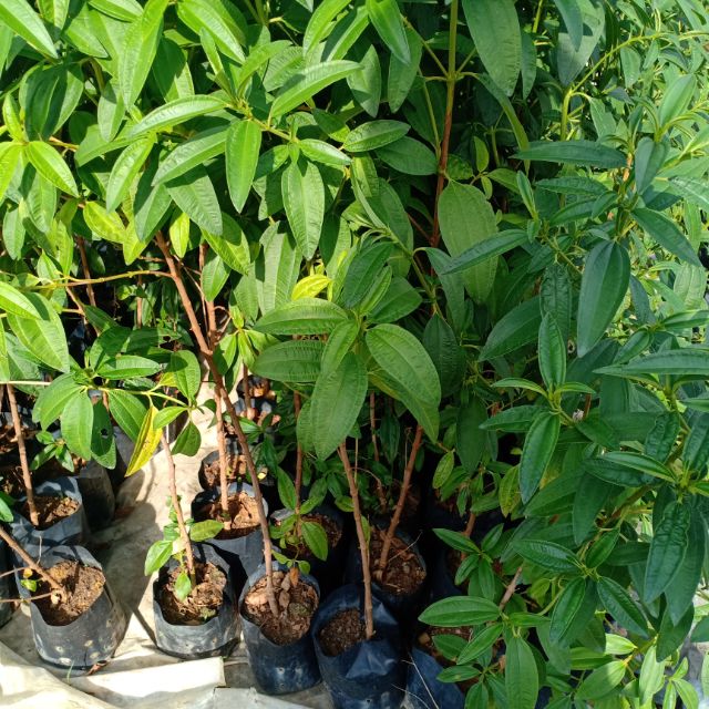 anak pokok Senduduk putih/tinggi dlm 3 kski | Shopee Malaysia