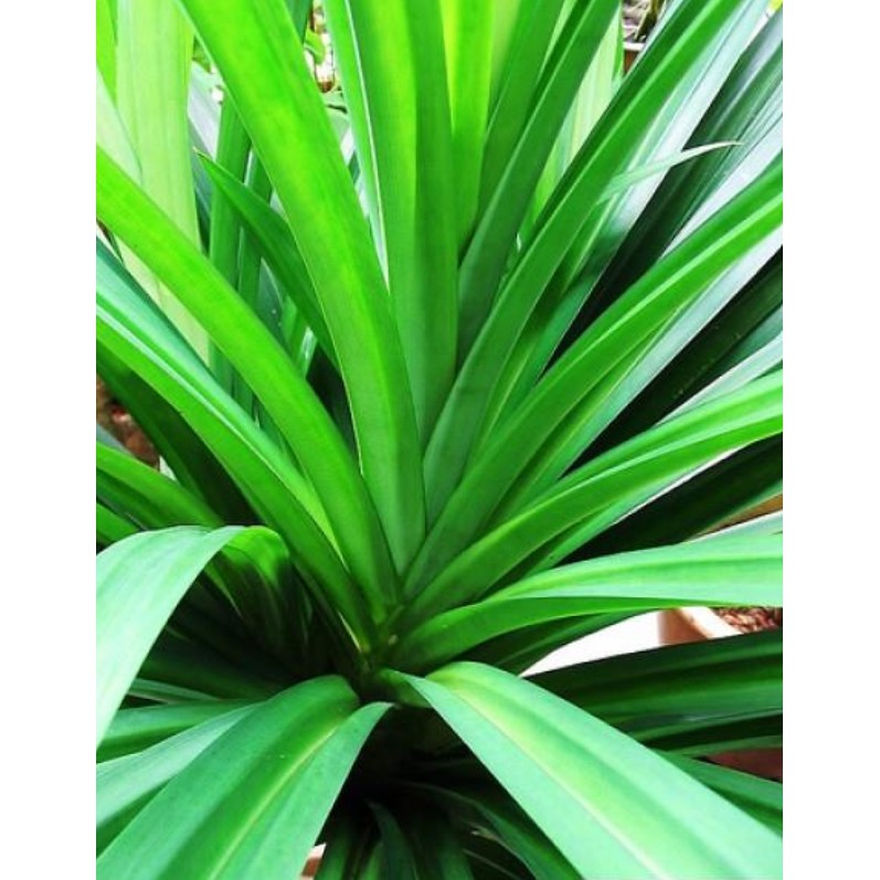 Pokok Daun Pandan Wangi / Pandan Leaves Tree | Shopee Malaysia