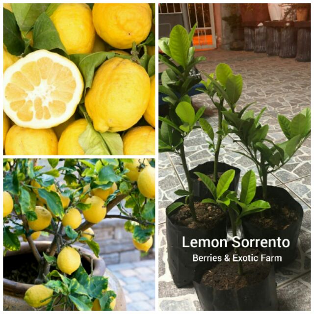 Pokok Lemon Sorrento (Tut dari batang yang matang) | Shopee Malaysia