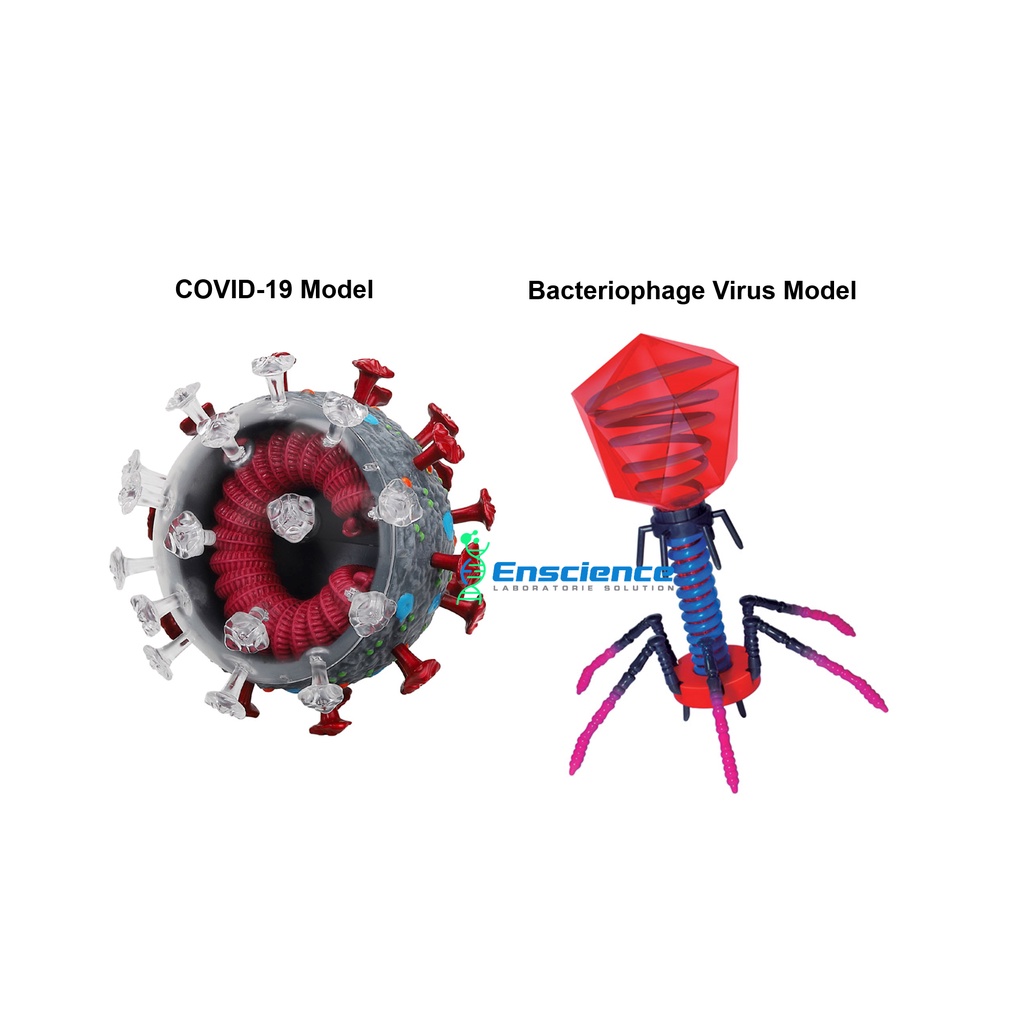 4D MASTER STEM Coronavirus COVID-19, Bacteriophage Virus Model for ...
