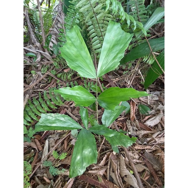 FISHTAIL PALM | CARYOTA MITIS | ANAK POKOK PALMA/PINANG EKOR IKAN ...