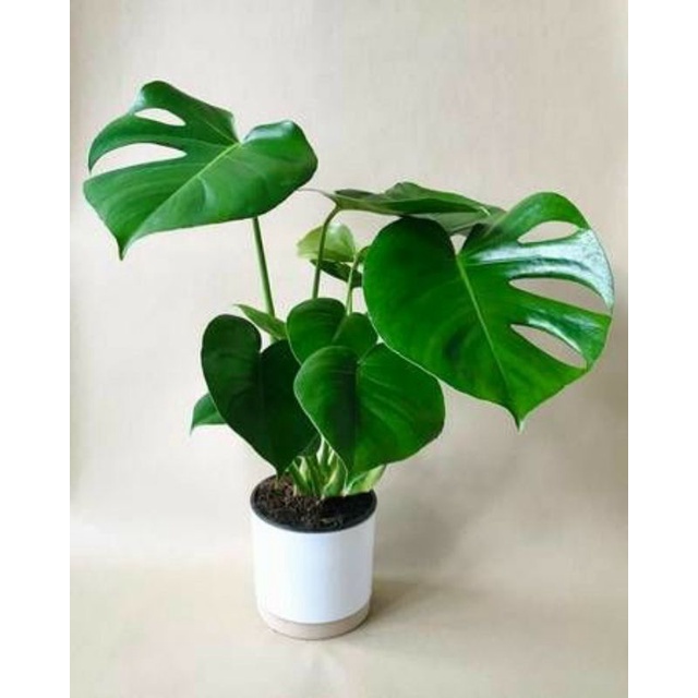 Monstera Deliciosa Baby Plant | Shopee Malaysia