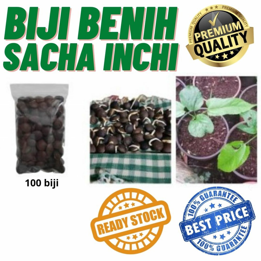 🔥[🇲🇾SACHA INCHI印奇果] 100 Benih Sacha Inchi💥Ready Stock💥Kualiti Baik💥 ...