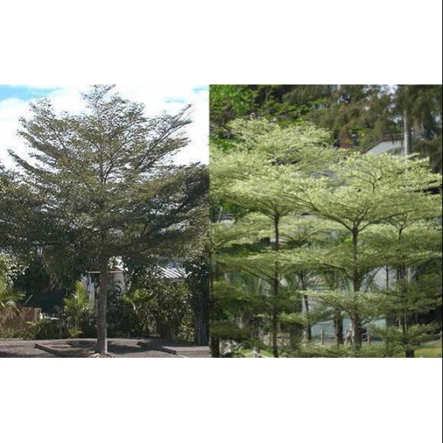 Bucida Hijau/Pokok Hiasan/Landscape | Shopee Malaysia