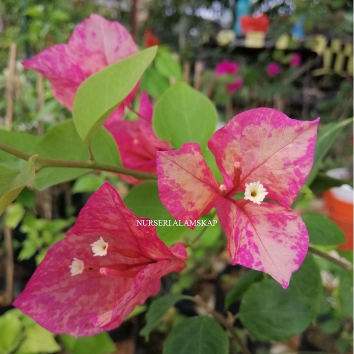 [LIVE PLANT] ID ARJUNA/ BOUGAINVILLEA (sila baca keterangan produk ...
