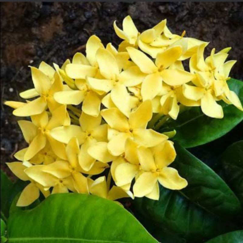 POKOK BUNGA IXORA KUNING REAL LIVE PLANT | Shopee Malaysia