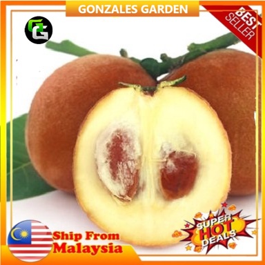 Anak Pokok Mentega Seralat Bisbul Pokok Import Dari Indonesia | Shopee ...