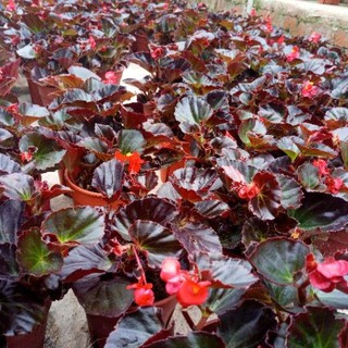Anak Pokok Bunga Begonia Merah Red Viking Begonia Flower Plants Live ...