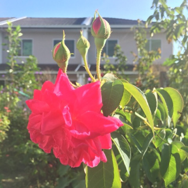 Keratan Bunga Ros Kampung (Pink Terang) 5 keratan | Shopee Malaysia