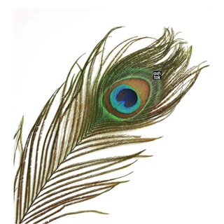 10 pcs set Original peacock feathers 37inches to 40 inches/mayil iragu ...