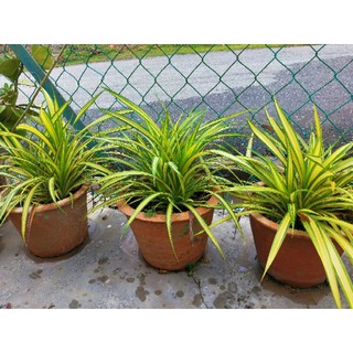 Pandan Kuning | Pandan Hiasan Kuning Hijau | Tumbuhan Renek | Penutup ...