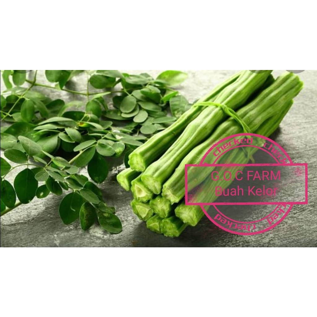"Pokok MORINGA/Murungai/ Pokok Kelor (Anak Pokok RM 10/Daun Segar RM 5 ...