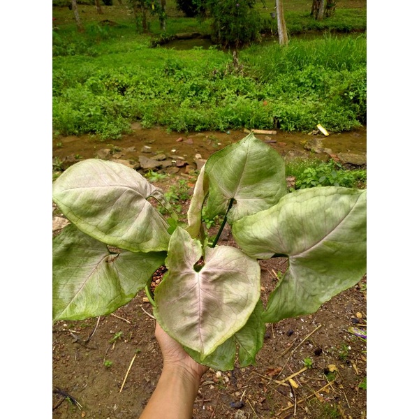 Syngonium bold allusion plant / pokok syngonium | Shopee Malaysia