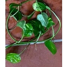 Pokok Duit-duit keratan/ Golden Pothos /Money plant cuttings [Ready ...