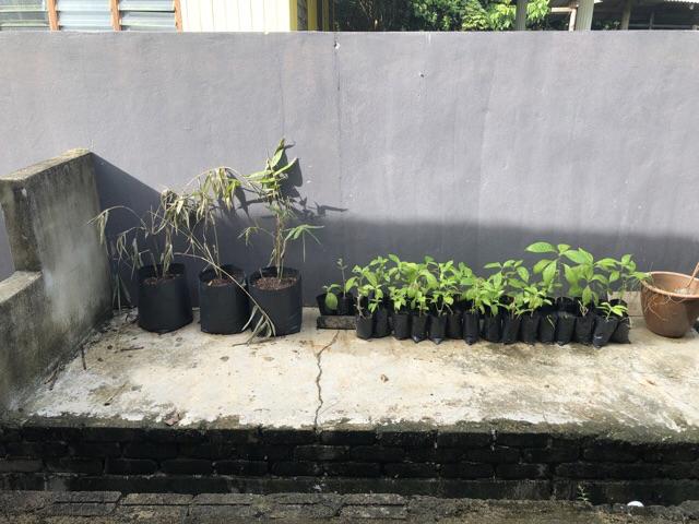 1KG Kapur Pertanian Dolomite / GML Ground Magnesium Limestone | Shopee ...