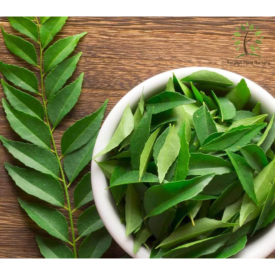 Berjaya Plant Nursery - Pokok Daun Kari/Curry Leaves(Pokok Tumbuhan ...