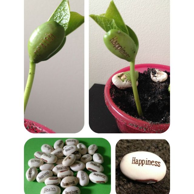 Magic Bean Seed Live Love Bean magic bean plants - Live Love Bean | Shopee Malaysia