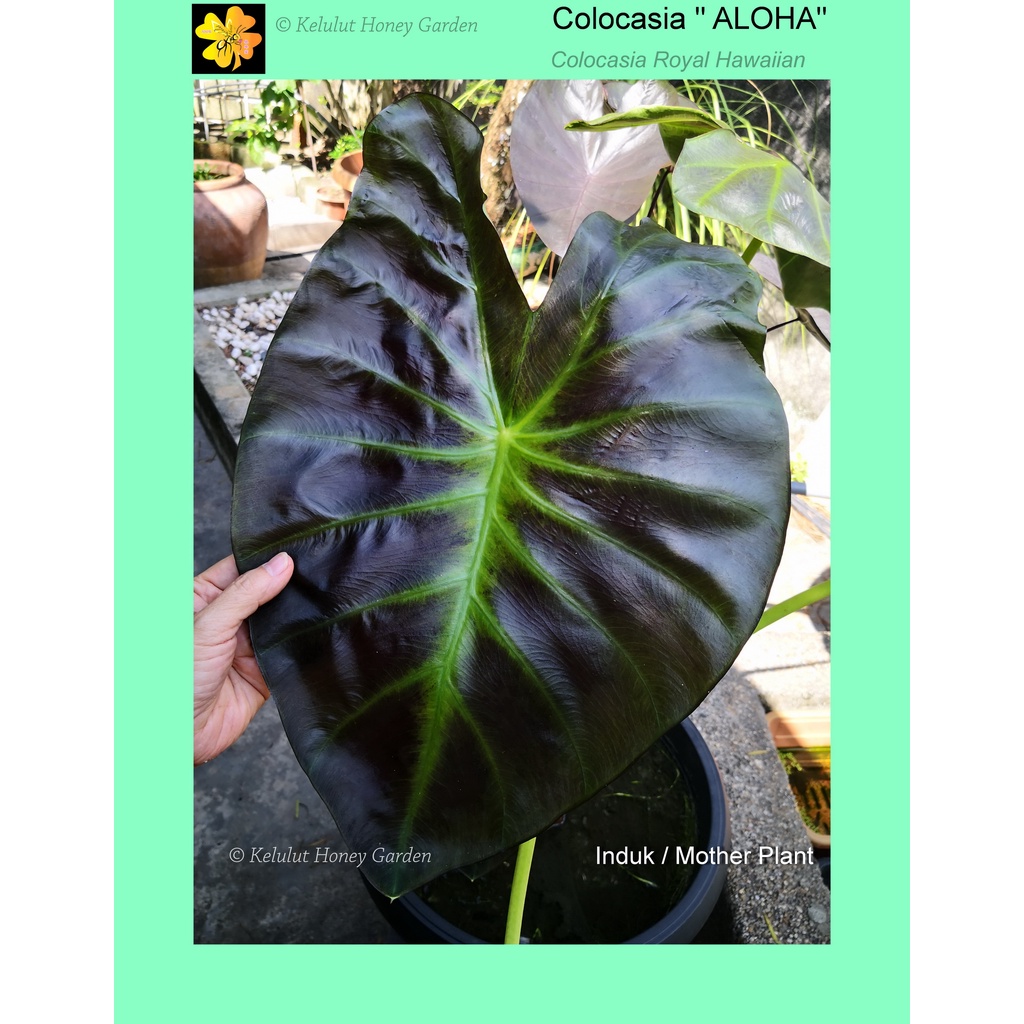 Colocasia Aloha Live plant, Colocasia Royal Hawaiian, Pokok hidup ...