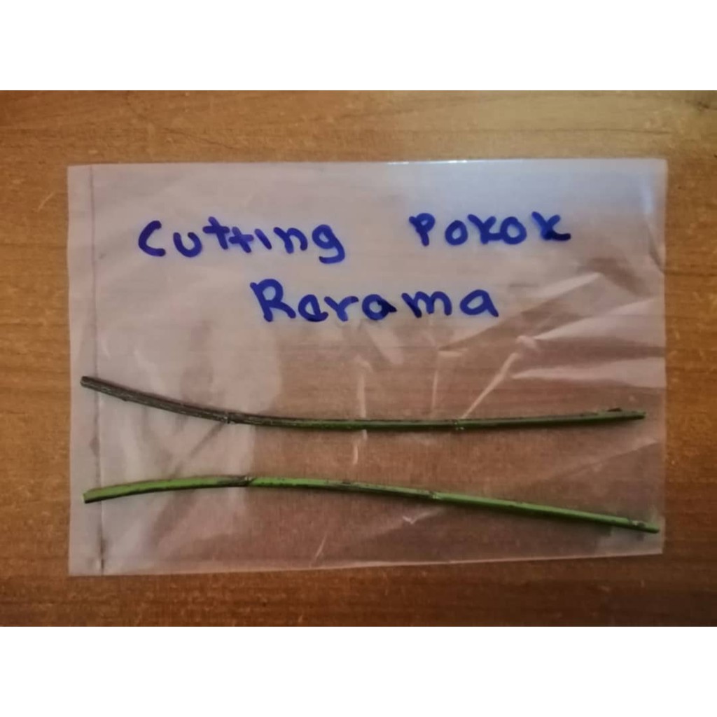 CUTTING RERAMA / CUTTING DAUN RERAMA / CUTTING POKOK RERAMA / KERATAN ...