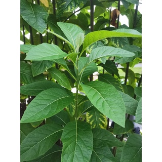 Daun Pokok Bismillah/K3tum Cina/Pokok Ubat Herba Afrika Selatan/Bitter ...