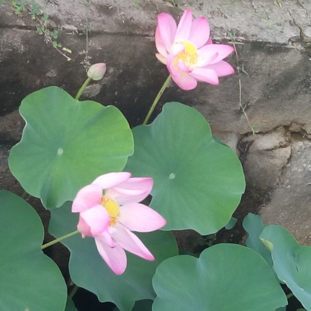 Quinee Beauty Filia Magic Care Kel, Online Shop | Shopee Malaysia