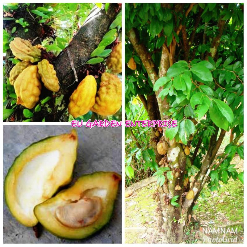Pokok Buah Nam Nam ( Cynometra Cauliflora ) | Shopee Malaysia