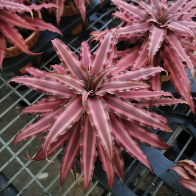 Cryptanthus Bivittatus 'Ruby' / Red Star Bromeliad / Starfish Plant ...