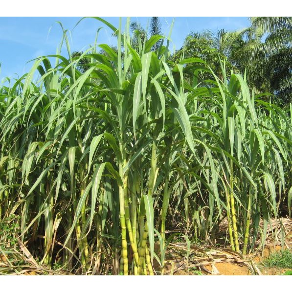 BATANG TEBU KUNING MATANG | Shopee Malaysia