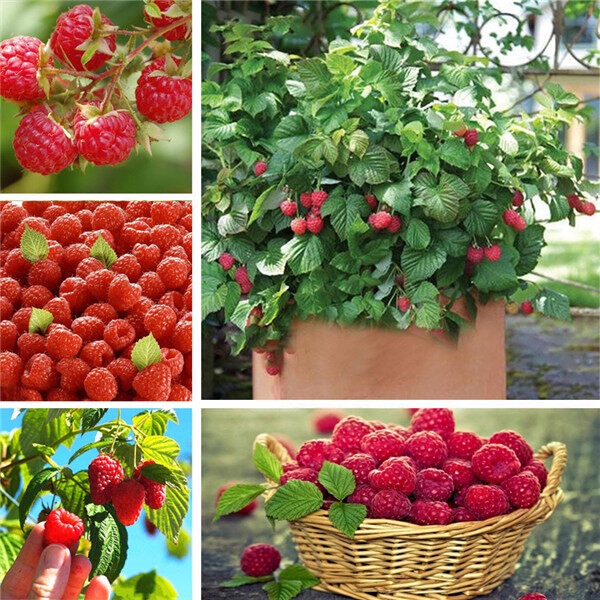 50pcs Multicolor Rare Delicious Raspberry Fruit Seeds Sweet Juicy ...